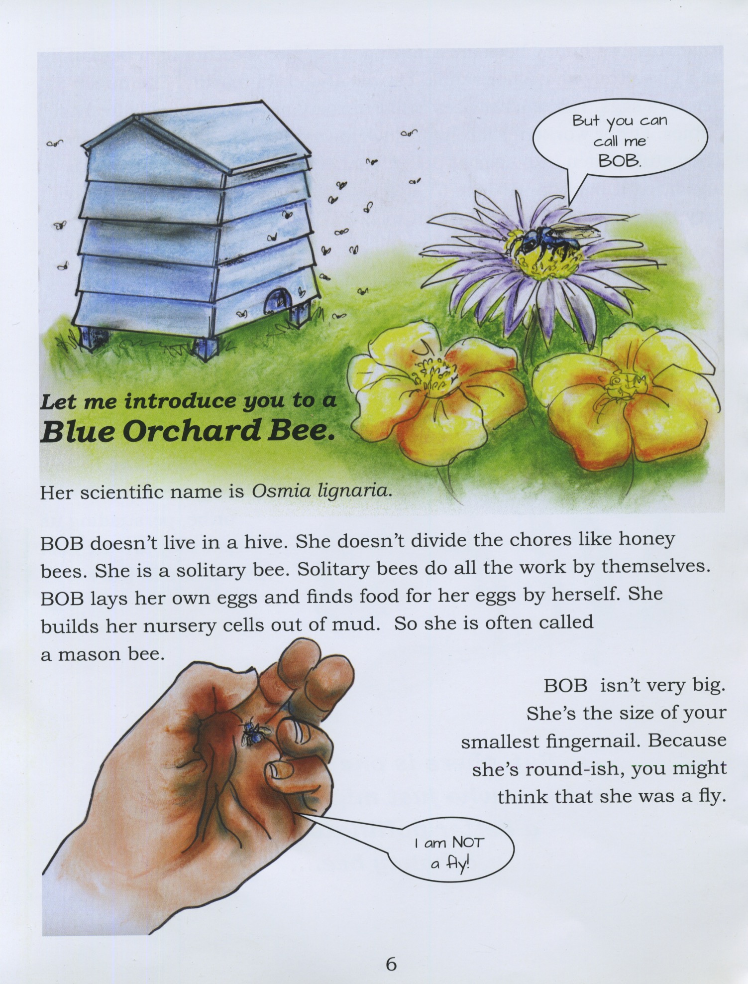 A BEE NAMED BOB – Bee Stories Publishing