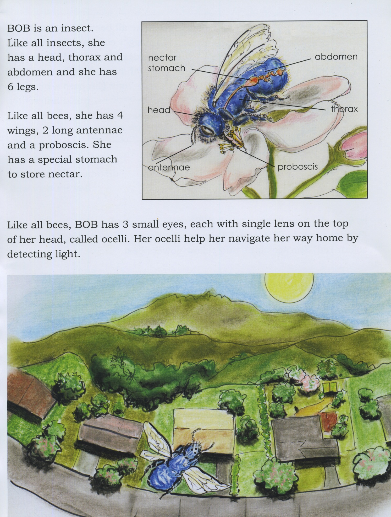 A BEE NAMED BOB – Bee Stories Publishing